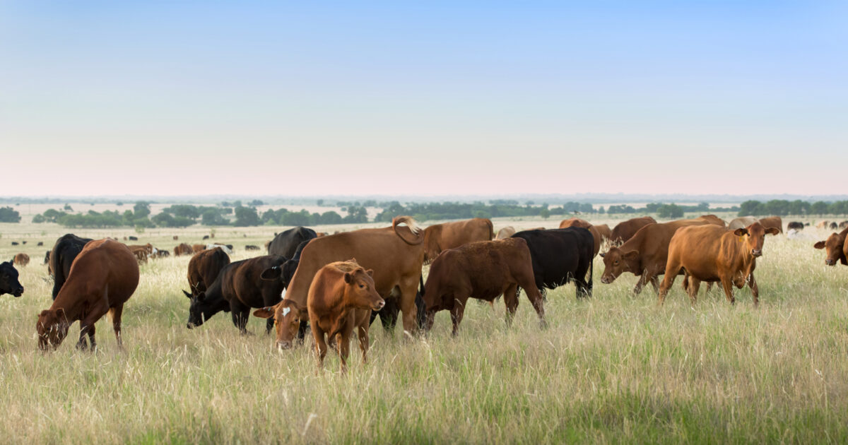 Land Investor Guide | Rural Renaissance: A Shift in Land Management