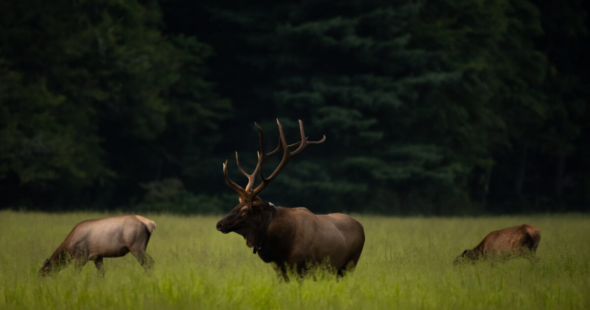 Land Investor Guide | Strategies for Managing Wildlife to Cultivate…