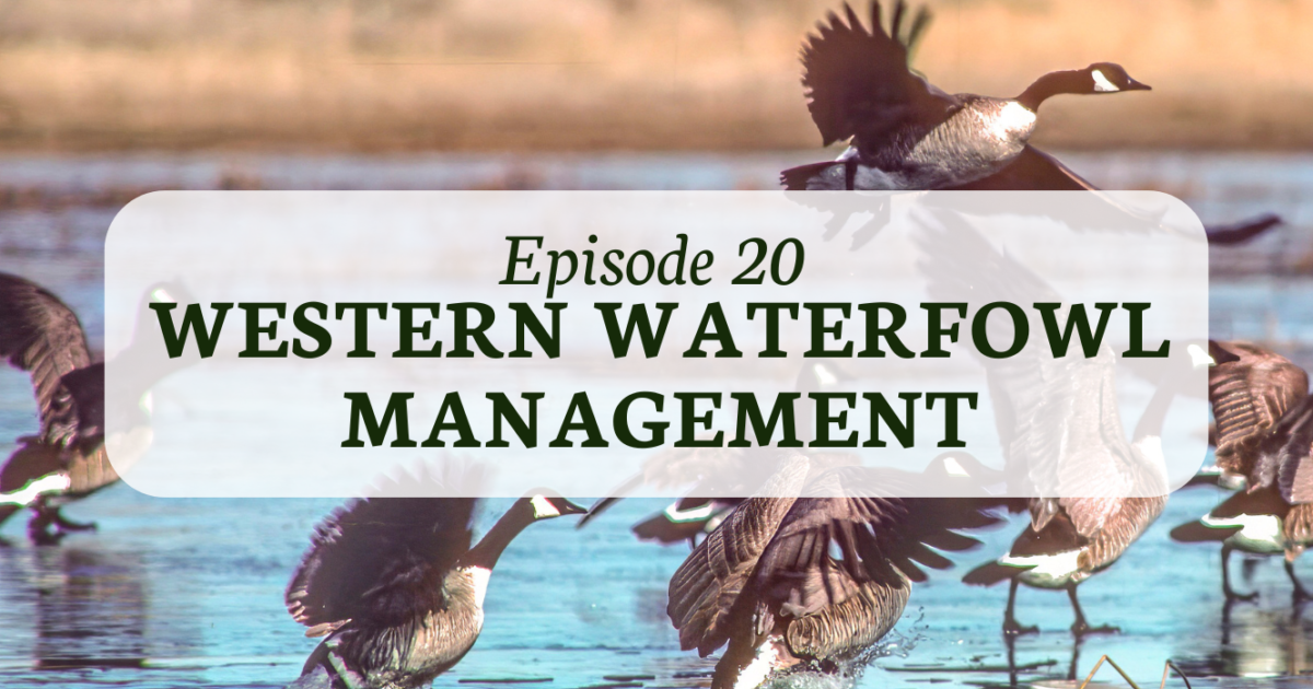 Land Investor Guide | Western Waterfowl Management: The Flying V…